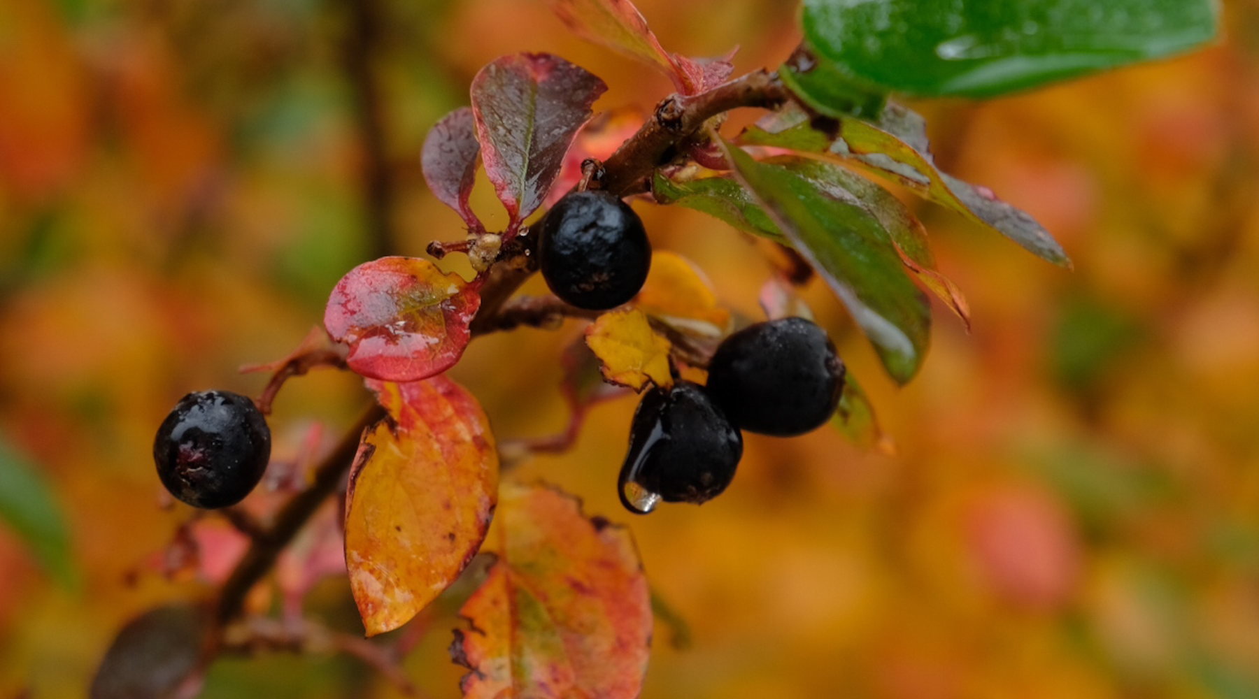 5 Key Health Benefits of Chokeberry – Earth Fed Muscle